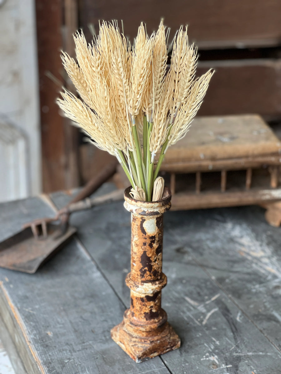 Sungold Barley Bundle – The Gingered Farmhouse