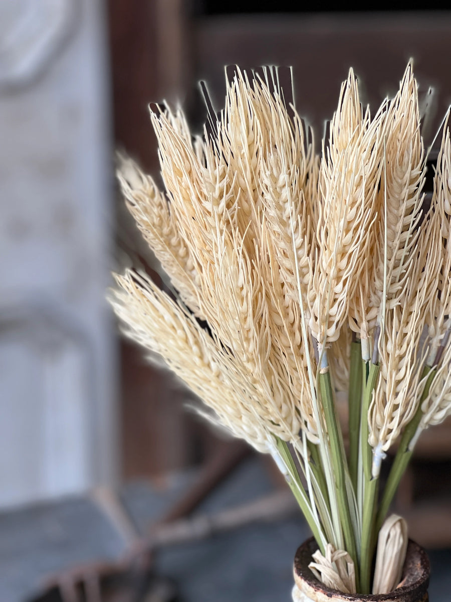 Sungold Barley Bundle – The Gingered Farmhouse